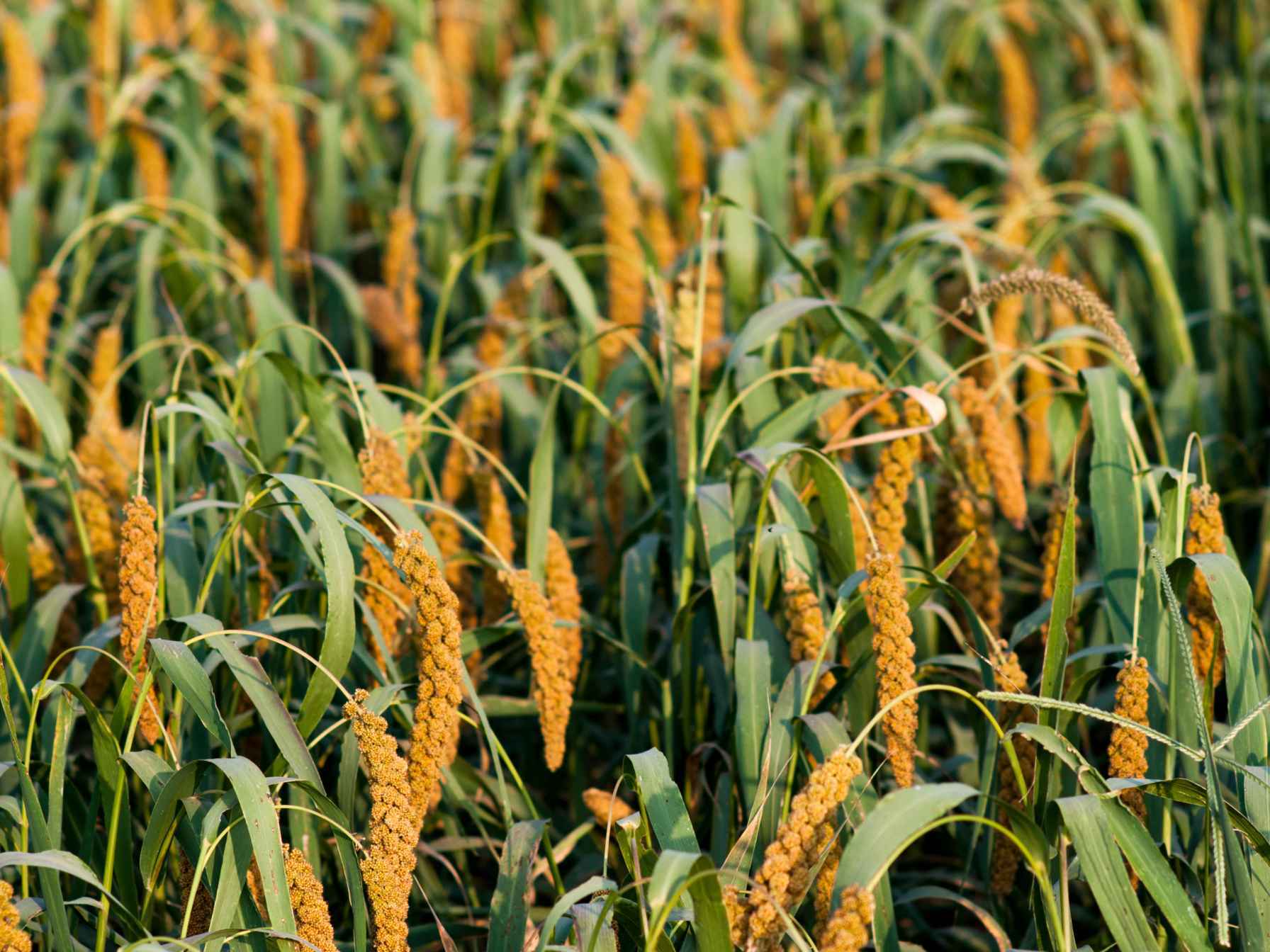 5 Heart Health Benefits of Barnyard Millet You Should Know