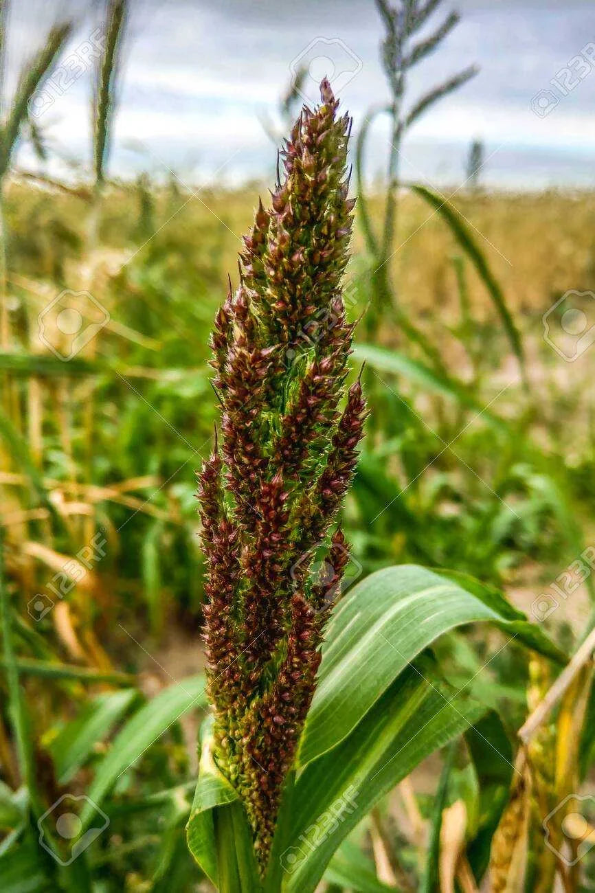 7 Impressive Nutrition Facts About Barnyard Millet | Daily Farmer